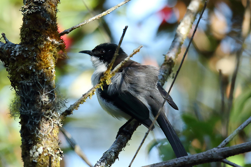 Dark-backed Sibia