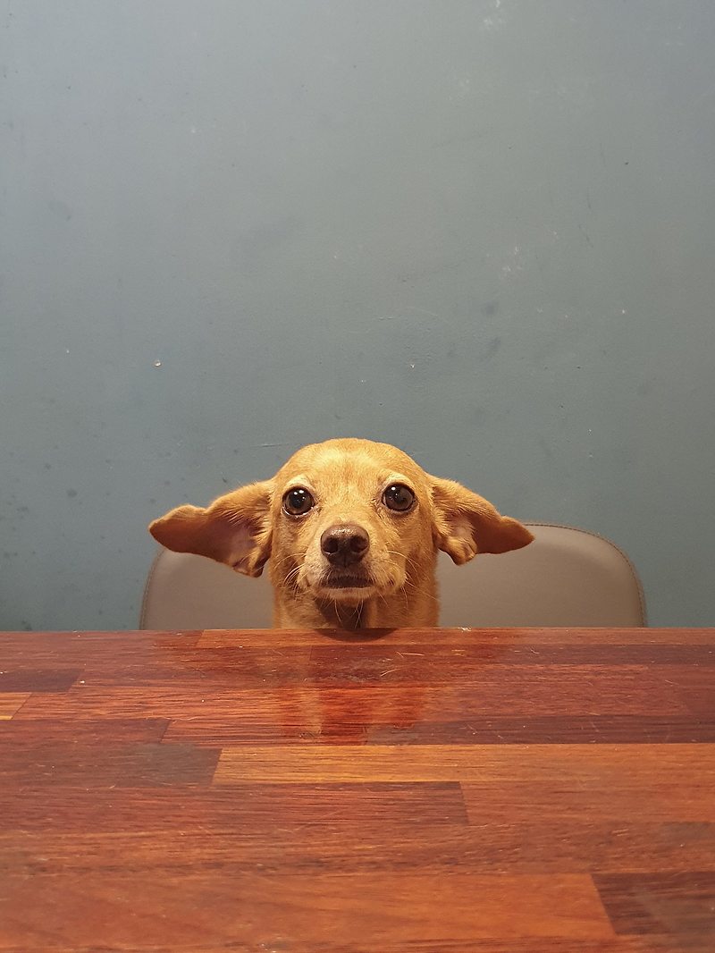 선지의 기묘한 모음 566 — Duende