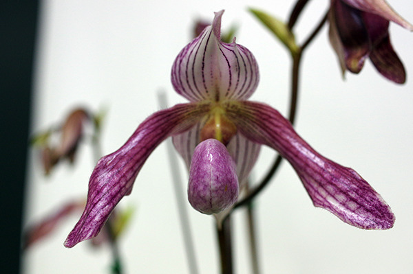 파피오페딜룸 델로시(Paphiopedilum Delrosi)