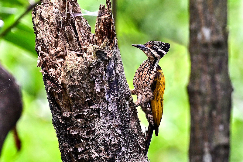 Common Flameback female