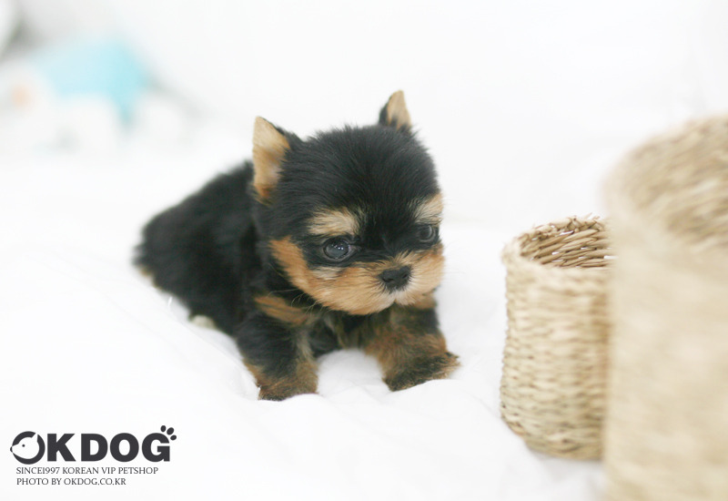 요크셔테리어분양 가격 오케이독에서 저렴하게!