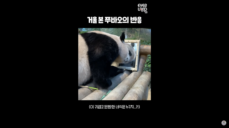 거울보는 푸바오 공주님.gif│#Panda #Babypanda #Fubao