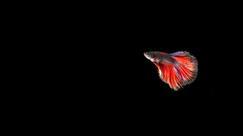 [Baekjoon] 1920 - 수 찾기 Silver 4