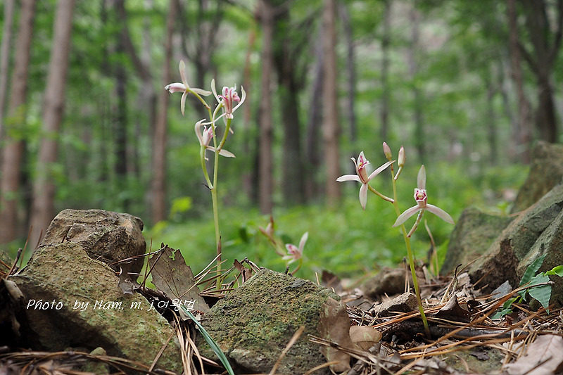 대흥란(난초과 보춘화속) Cymbidium macrorhizon Lindl.