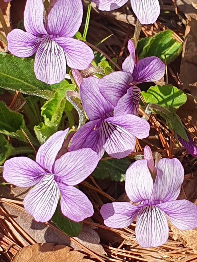 제비꽃(Viola mandshurica W.Becker) 3월