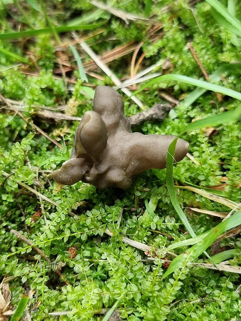 안장버섯(20230630)