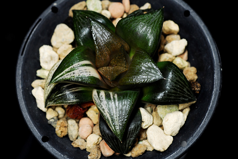 스플렌덴스 말차 금(抹茶, Splendens "Matcha Variegata")