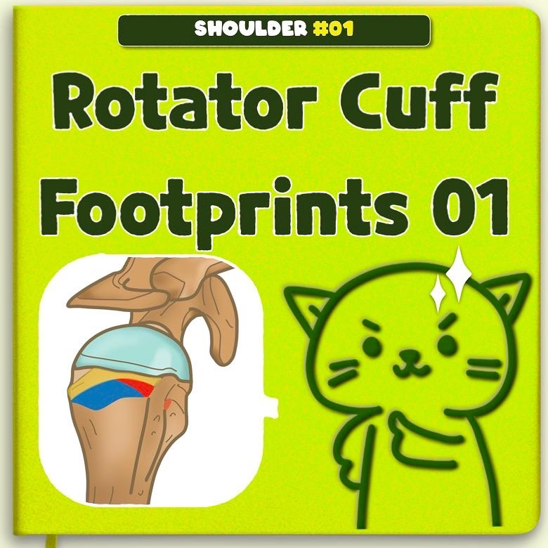 [Shoulder_01] Rotator cuff footprint, supraspinatus, and infraspinatus ...