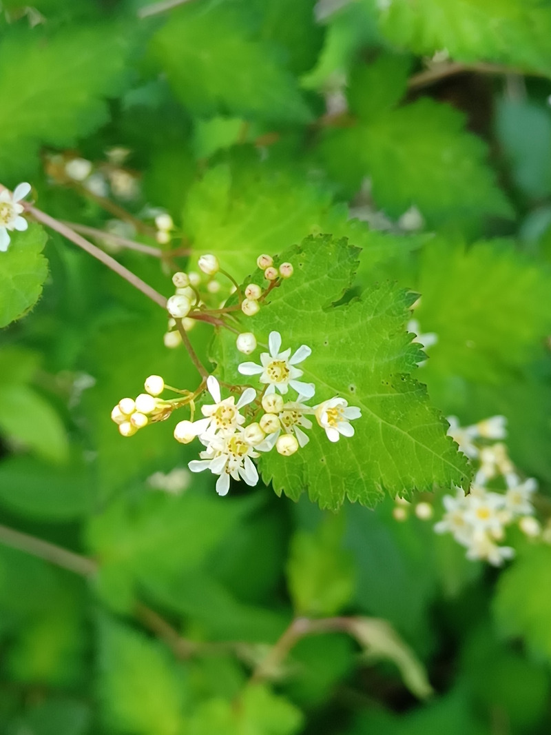 고산자연휴양림 산행(동성산524m)을 하다.