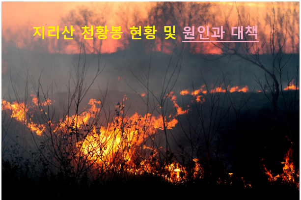 지리산 천왕봉 산불 현황 및 원인과 대책