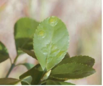 사철나무혹파리