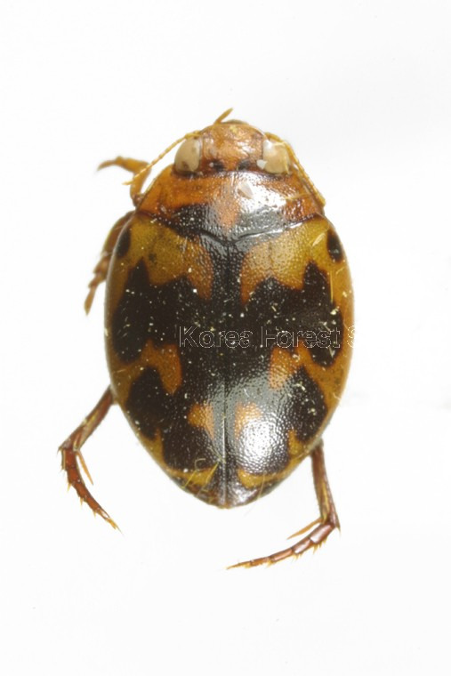 [곤충][딱정벌레목][물방개과] 알물방개