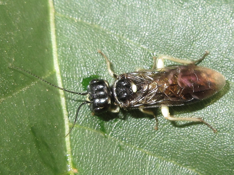 청종아리납작잎벌 Onycholyda viriditibialis (납작잎벌과 Family Pamphiliidae)