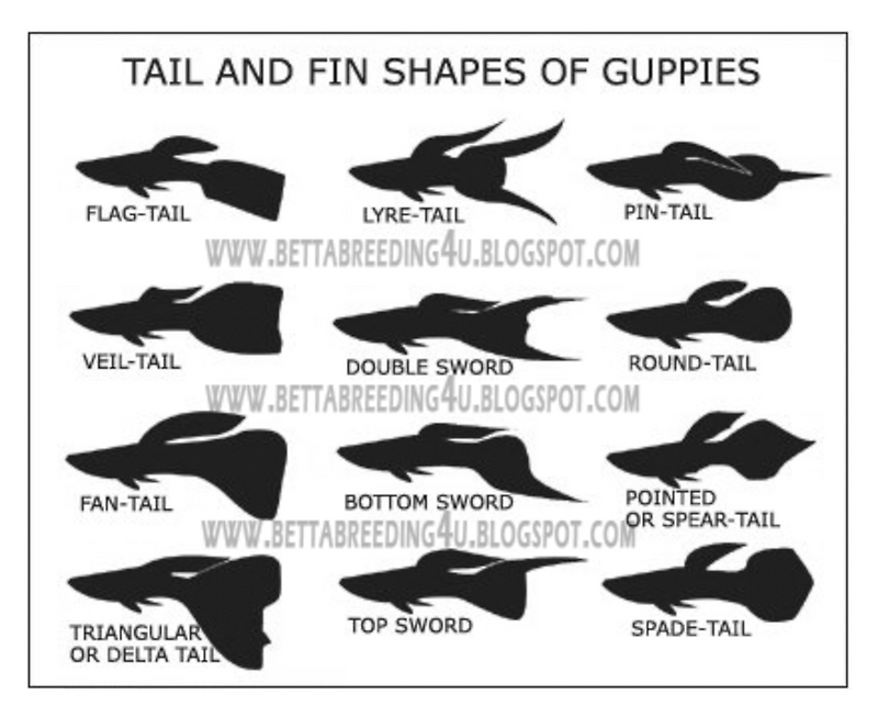 그림으로 보는 구피의 종류