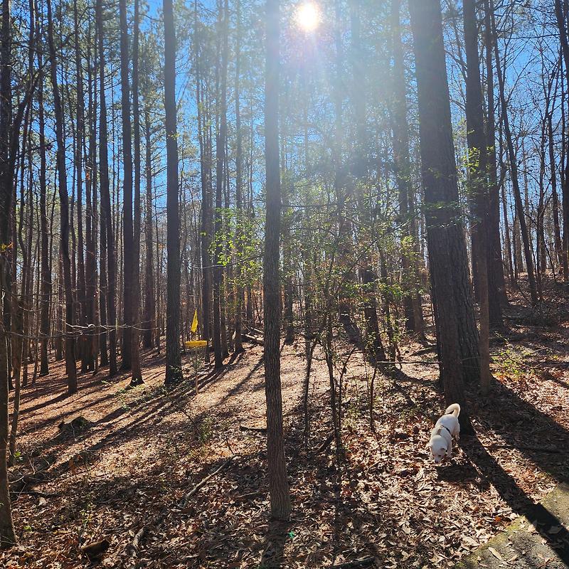 [미국] 조지아주 애틀랜타 12월 날씨(Atlanta December Weather) 느낀점