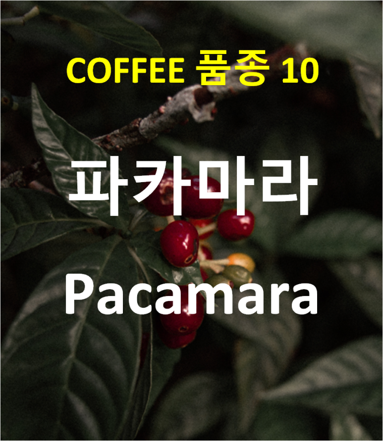 엘살바도르를 대표하는 커피. 파카마라(Pacamara).