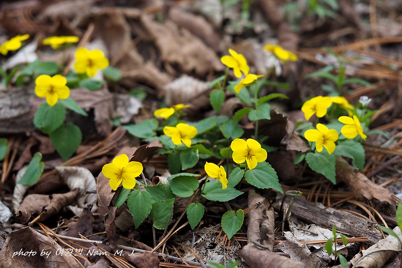 노랑제비꽃 Viola orientalis (Maxim.) W.Becker