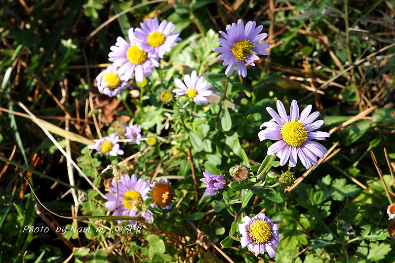 섬갯쑥부쟁이(국화과 참취속) Aster arenarius (Kitam.) Nemoto