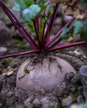 Winter Seasonal Ingredient, Beet: Your Health Companion.
