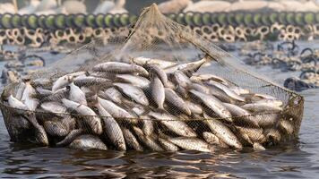 India Fish Farming Market Size, Growth, Report 2031