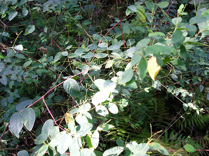 [희귀/특산식물][팥꽃나무과] 산닥나무