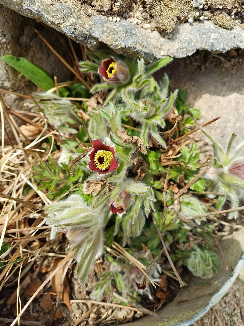 202503-할미꽃 :: 송학사랑