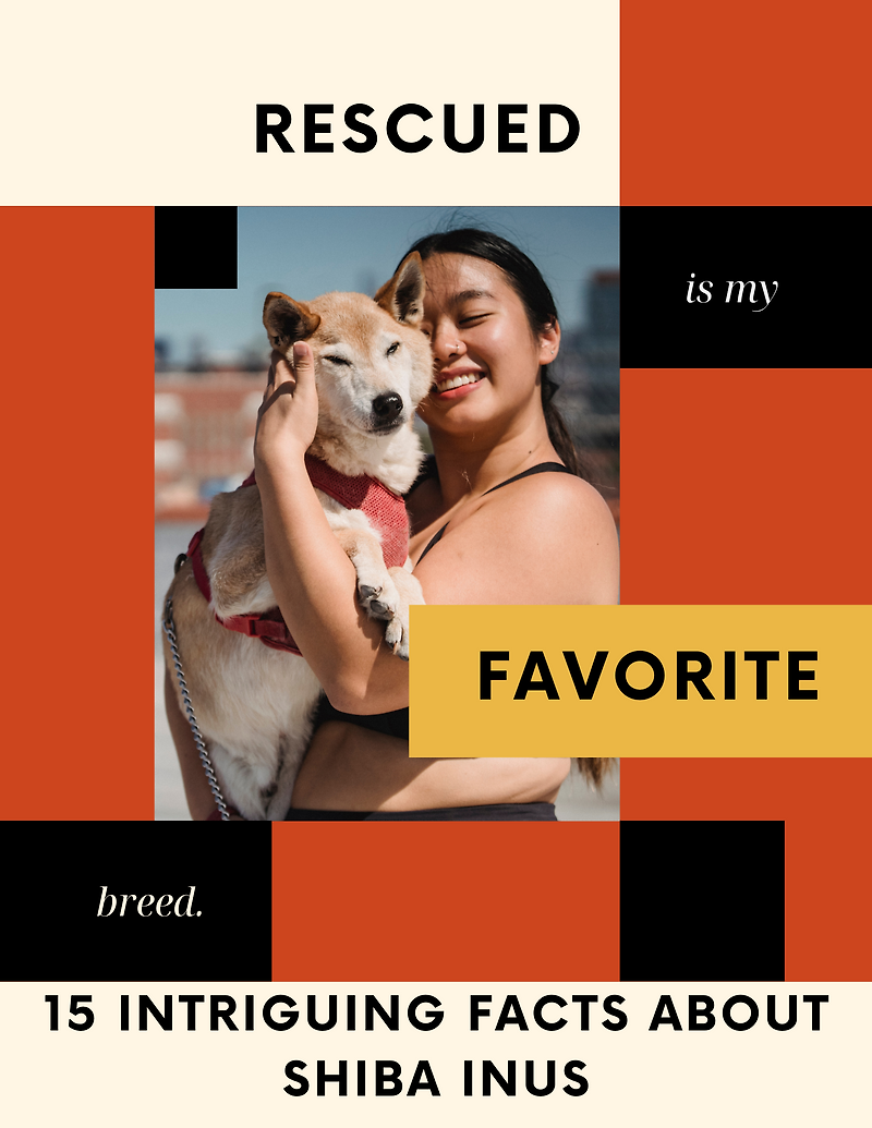 15 intriguing facts about Shiba Inus