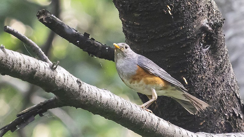 되지빠귀 (Gray-backed Thrush) - 晩 秋