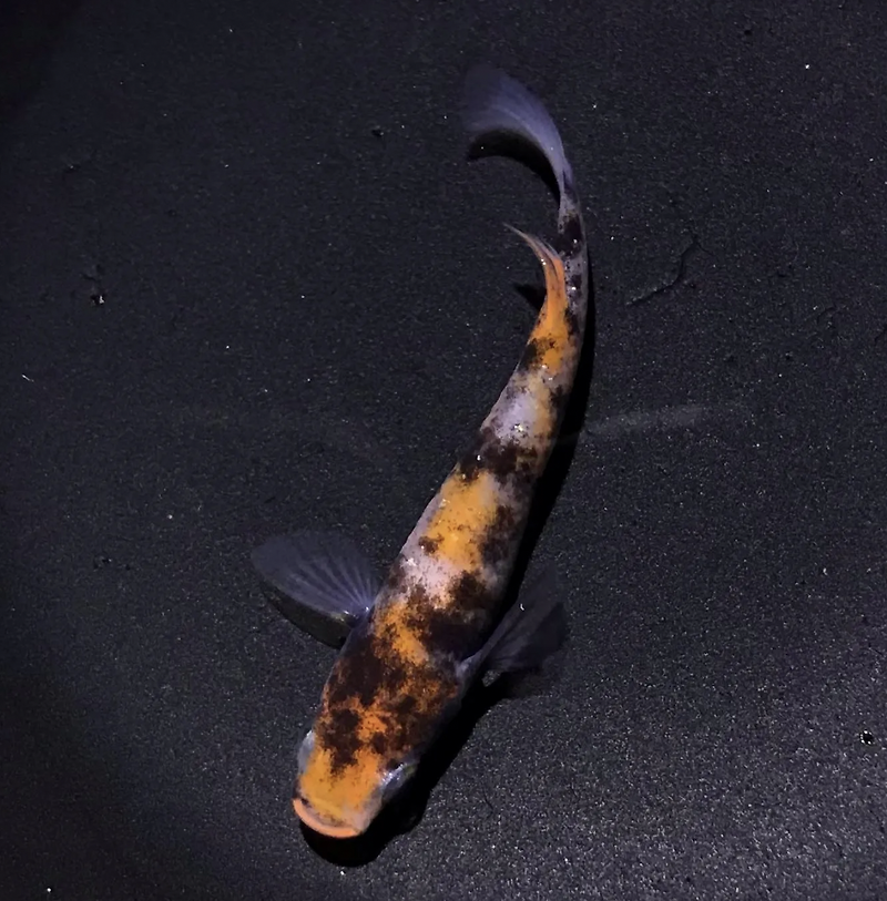 7. border-radius, background-color, box-shadow :: 예사로운