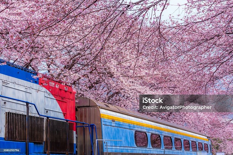 2025년 봄, 전국 꽃 축제 일정 총정리! 벚꽃부터 튤립까지🌸
