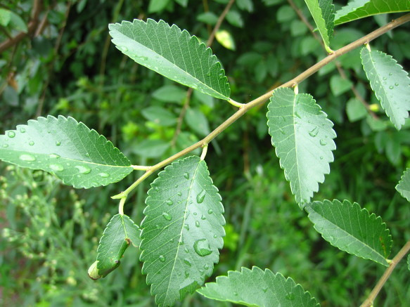 느릅나무혹거위벌레 Phymatopoderus latipennis