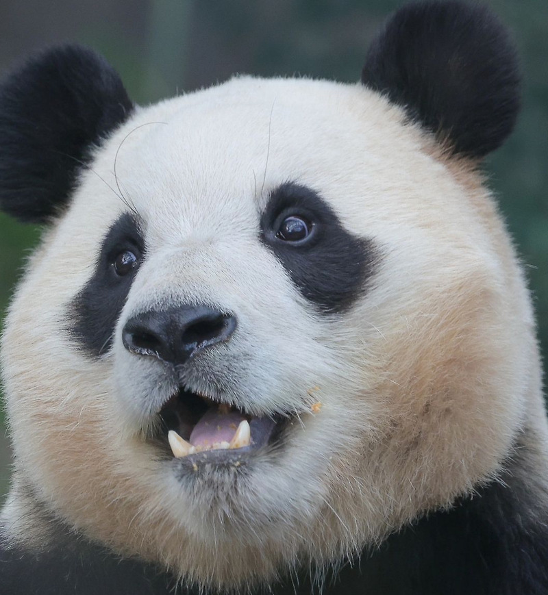 [Swift] protocol, associatedtype, typealias