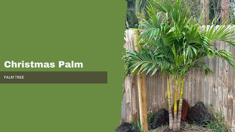Christmas Palm 101: A Comprehensive Handbook for Gardeners - The Plant ...