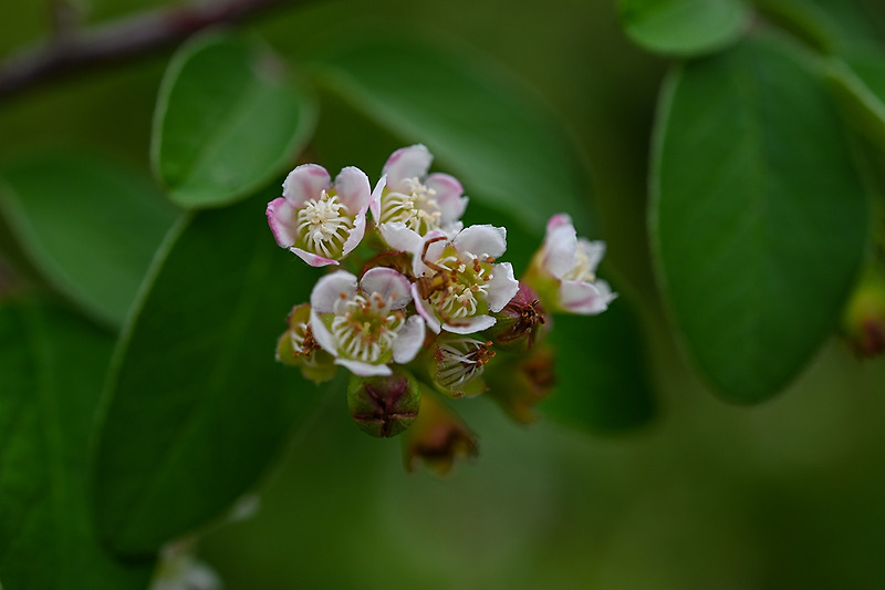 섬개야광나무(Cotoneaster wilsonii Nakai)ㅡ장미과