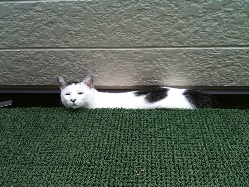 오늘의 상식: Elephants are the only animals that can`t jump. :: et cetera