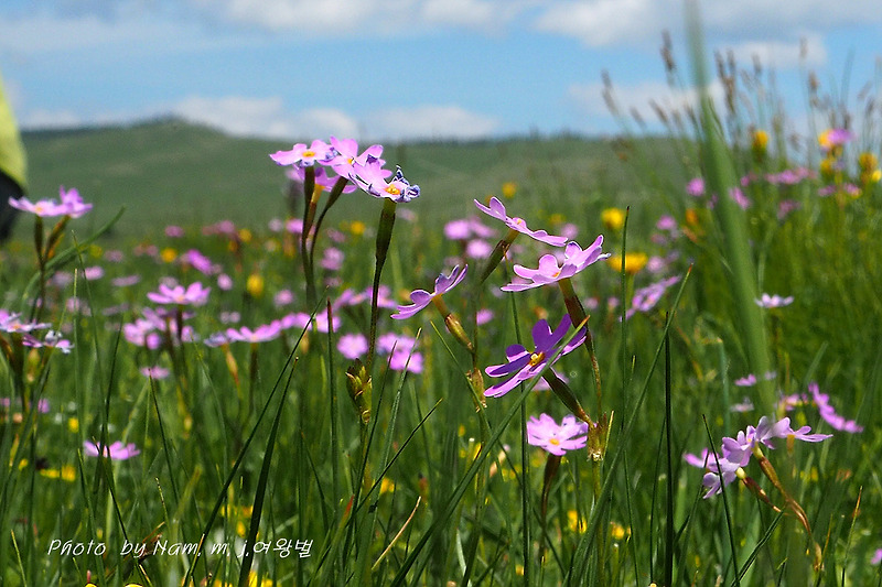 몽골식물 - 앵초과 앵초속 1 Primula nutans