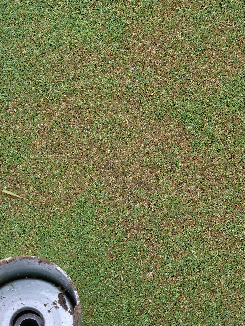 "골프장 벤트그라스 뿌리병, 피튬 디스펑션(Pythium Root Dysfunction) 증상과 회복 방법"