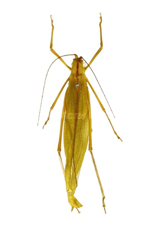 [곤충][메뚜기목][여치과] 큰실베짱이