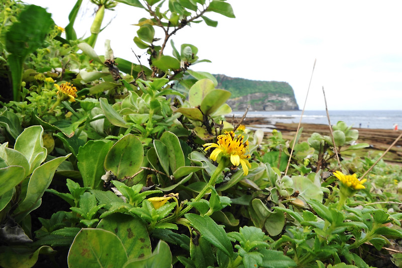 갯금불초 Wedelia prostrata Hemsl.