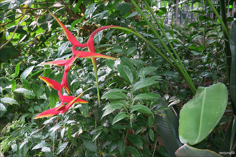 Pin page Heliconia - Platanillas [헬리코니아]