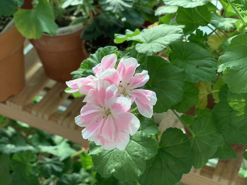 사가 (saga geranium)