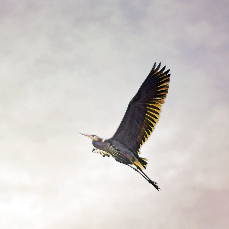 미국 주식 전망 | 12월 FOMC | 50bp 인상 가능성 75% | 주식 시장 반등