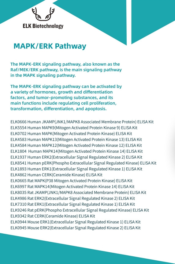 MAPK-ERK signaling pathway related ELISA Kits_ELK Biotechnology - 코아사이언스