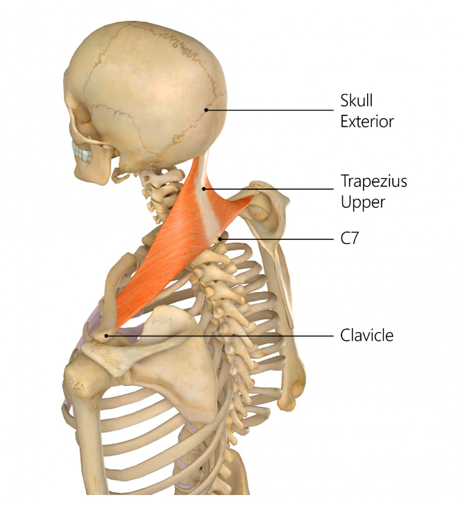 Trapezius (승모근, 등세모근)