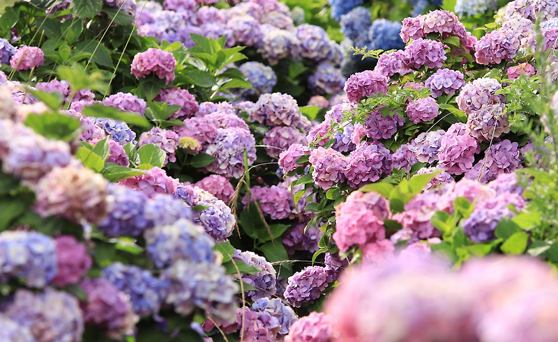 [iOS] No 4. Scale up 기본 애니메이션에 변화 주기 with AnchorPoint + 발생 가능한 에러 해결하기