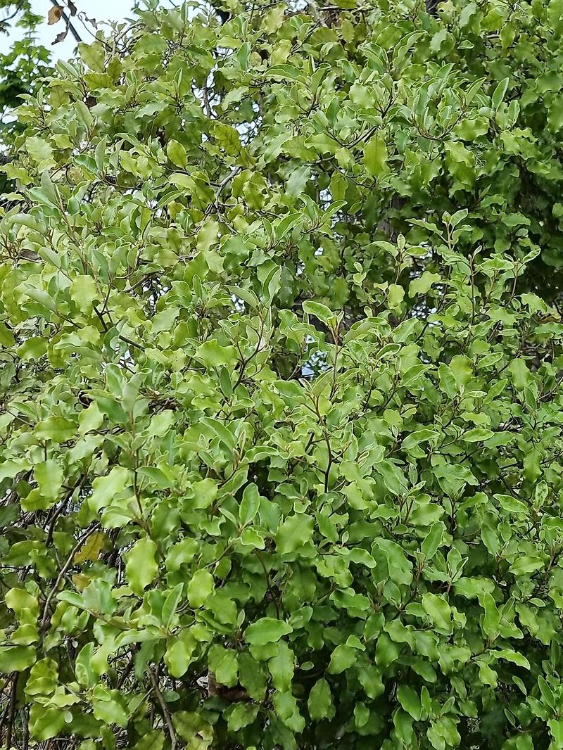 Olearia paniculata (20231027)