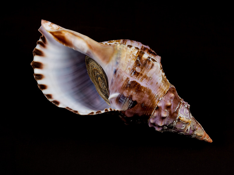 나팔고둥 Charonia lampas subsp. Sauliae