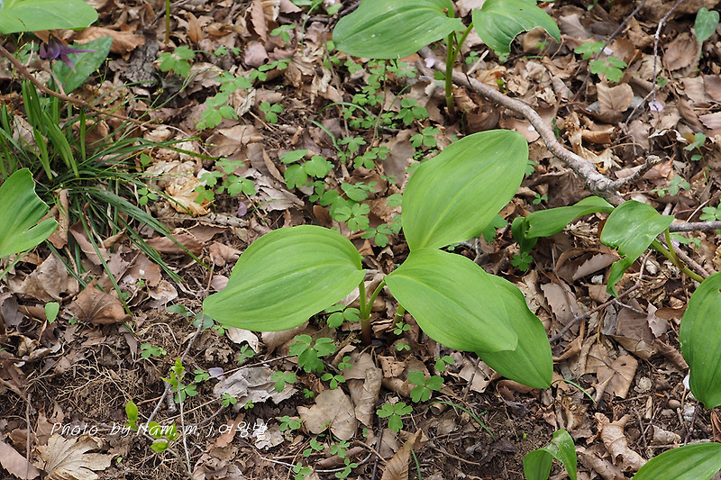 산마늘(백합과 부추속) 새싹Allium microdictyon Prokh.