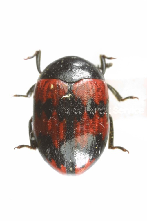 [곤충도감] 르위스거저리