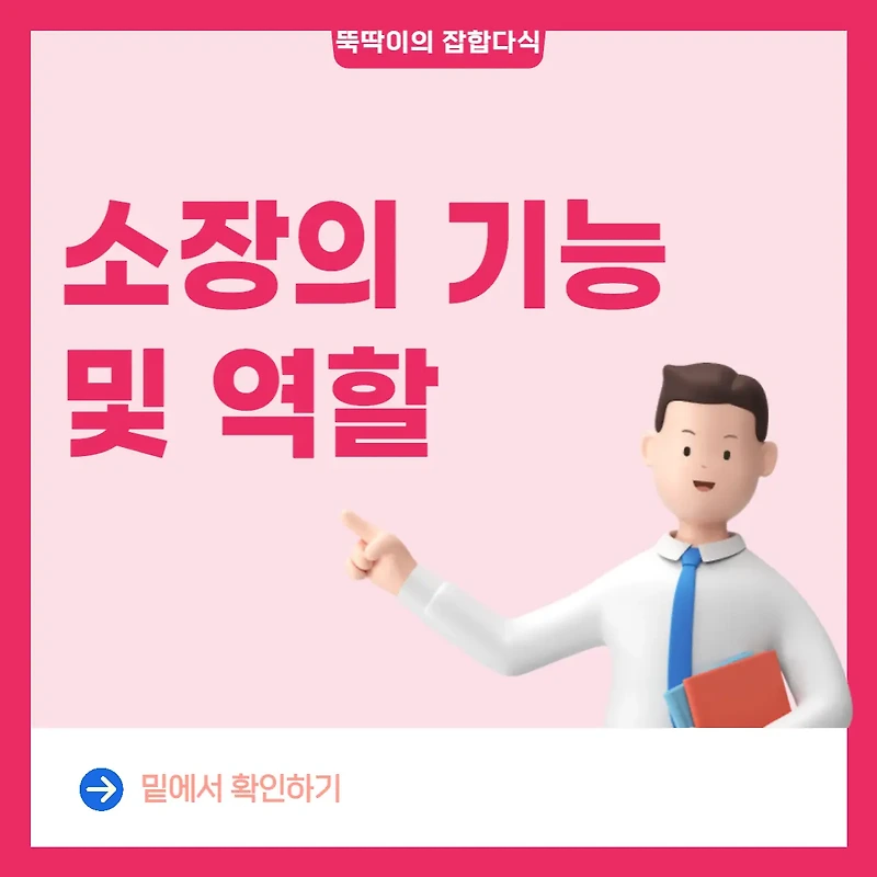 [건강] 소장의 기능 및 역할 뚝딱이의 잡학다식